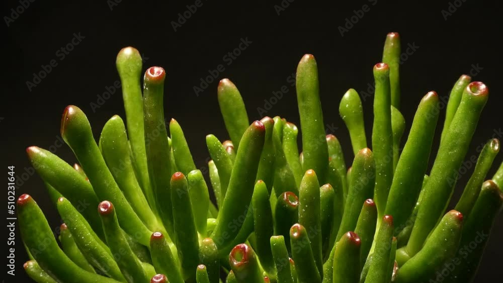 Beautiful succulent plant, Crassula ovata Gollum, 4k slowly rotating in ...