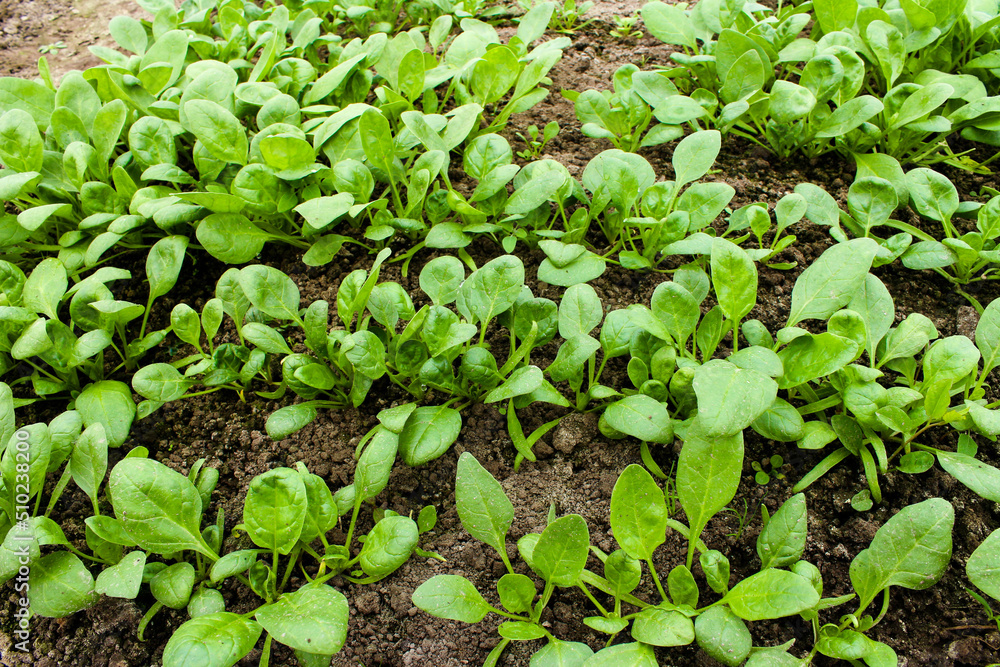 Baby Radish Plants