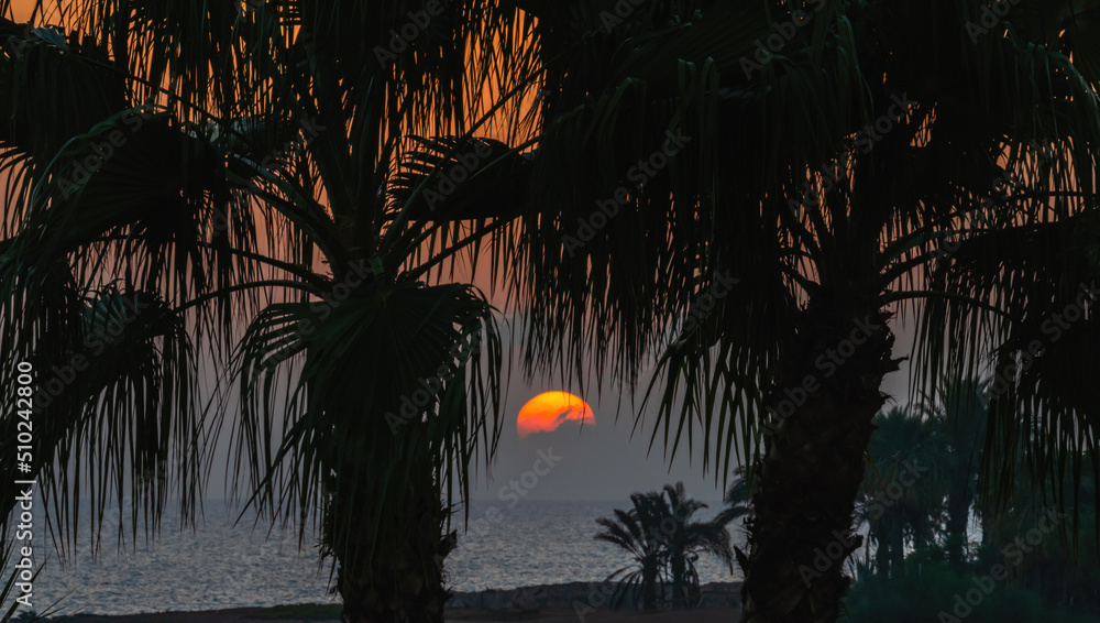 Early morning, sunrise among the palm trees of a tropical island Stock ...