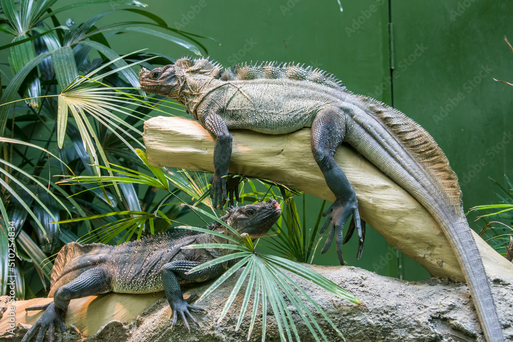 Philippine sailfin lizard (Hydrosaurus pustulatus) is an oviparous ...