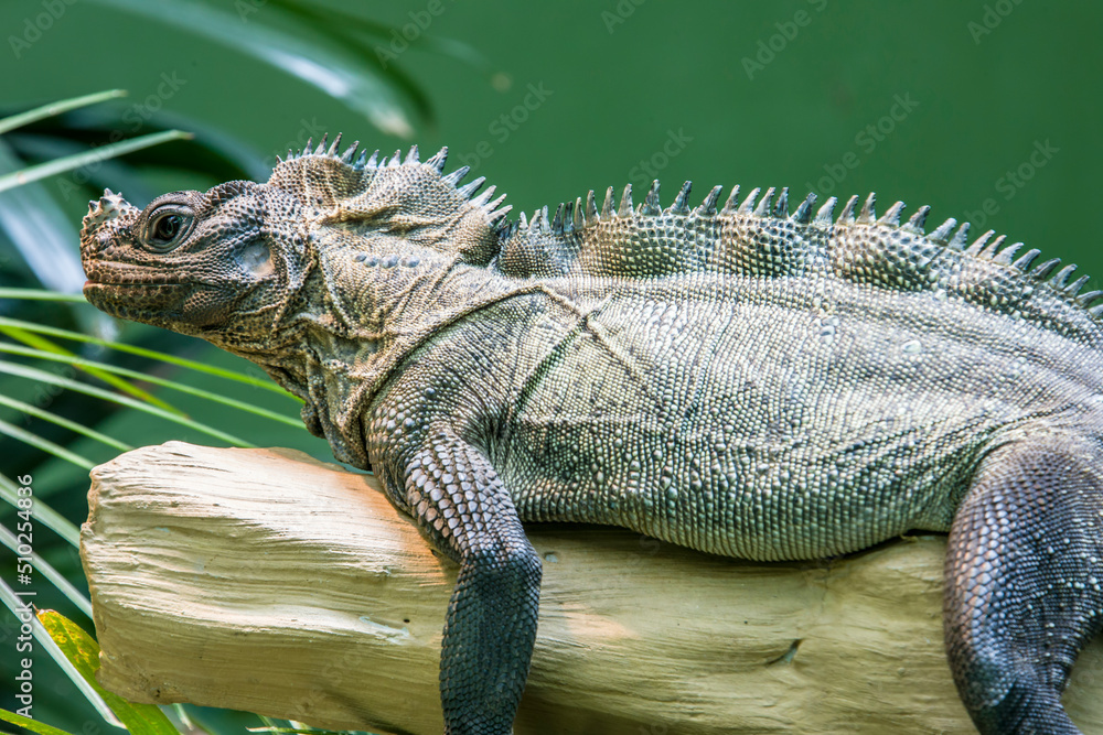 Philippine sailfin lizard (Hydrosaurus pustulatus) is an oviparous ...