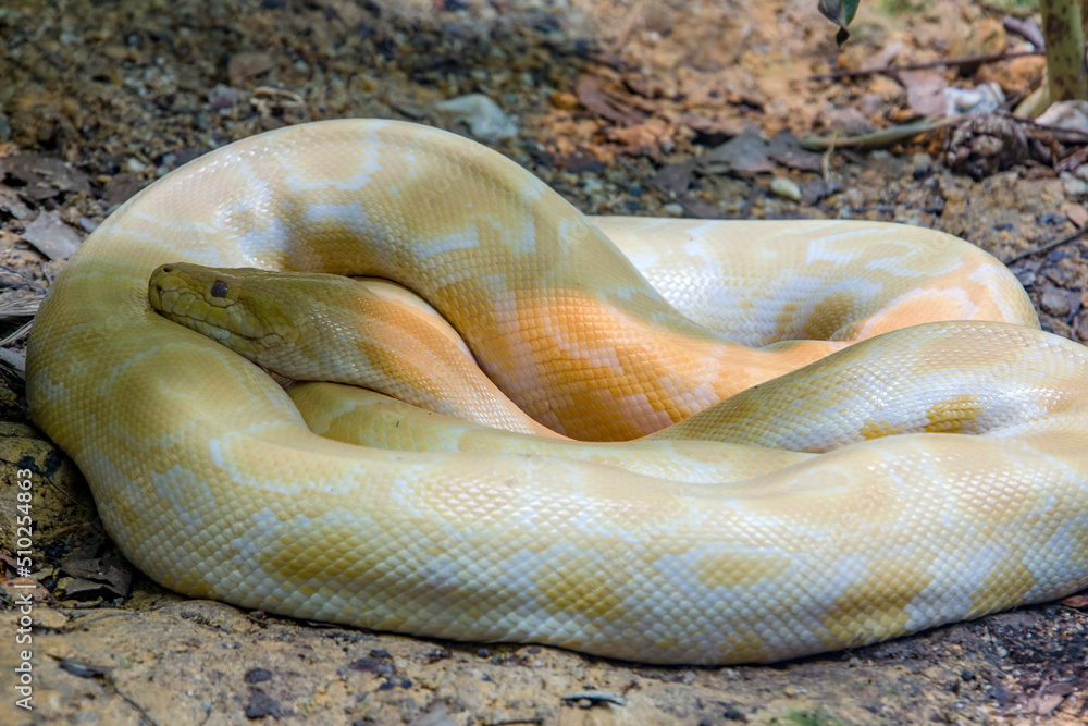 The albino Burmese python (Python bivittatus), it is one of the largest ...