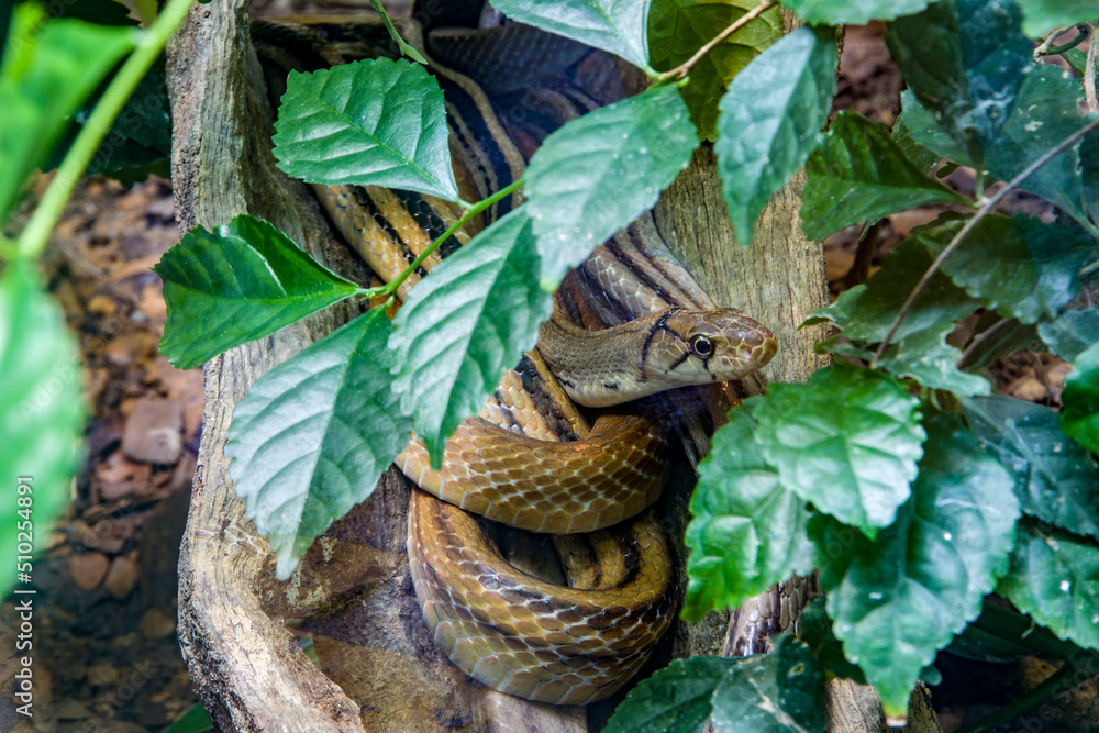 The Radiated ratsnake (Coelognathus radiatus) is a nonvenomous species ...