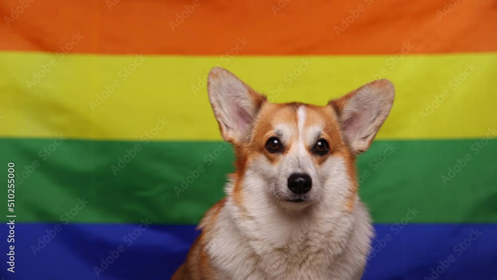 A happy corgi dog smiles and turns his head cute in front of a rainbow ...