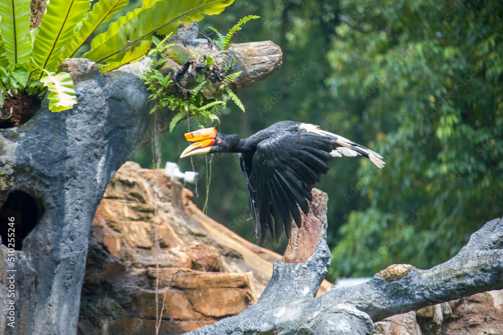The flying rhinoceros hornbill (Buceros rhinoceros) is a large species ...