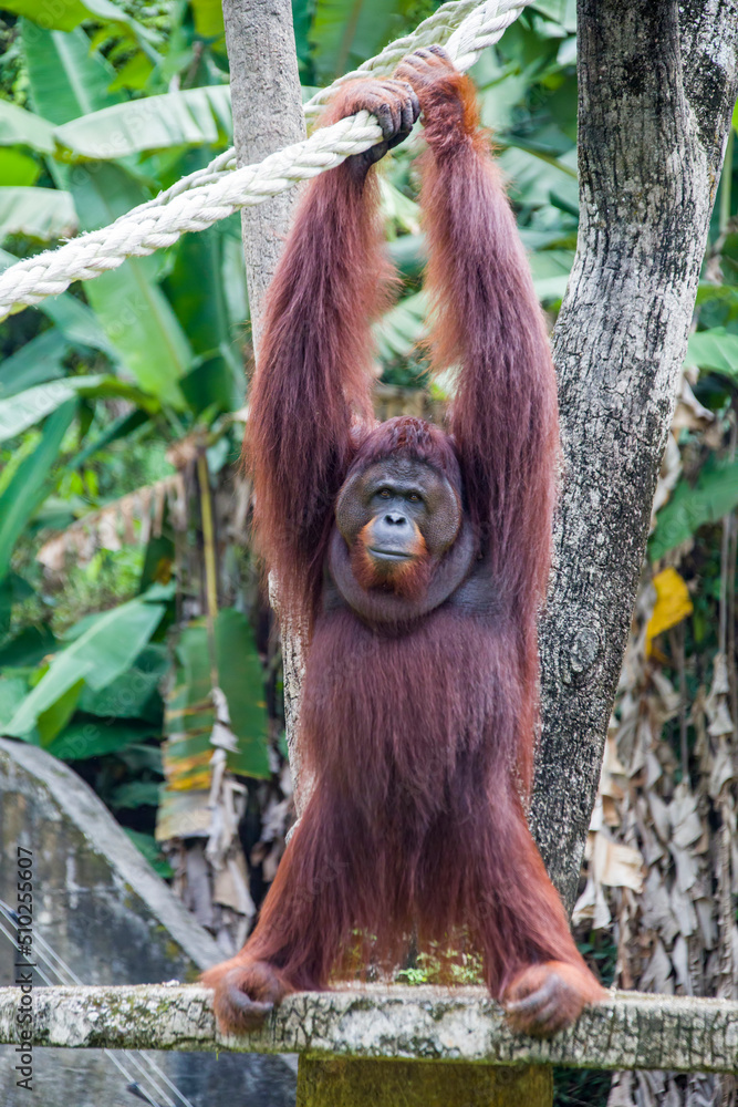 A Bornean orangutan stays alone. Critically endangered species, with ...