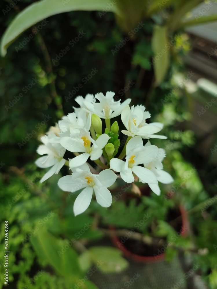 Small white flowers of the Orchid family with aerial roots in a plant ...