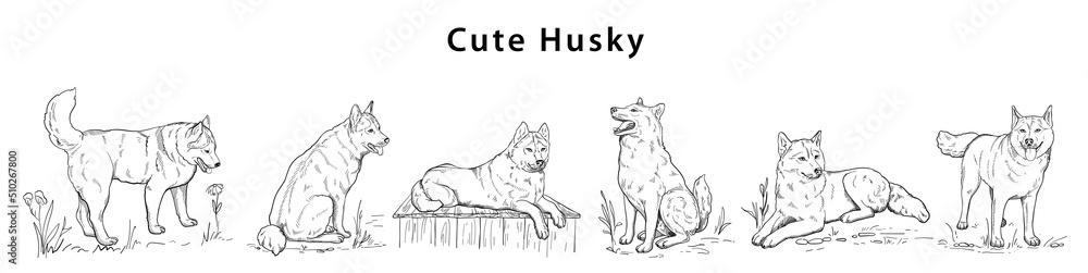 Hand-drawn vector silhouette of husky in different poses for banner ...