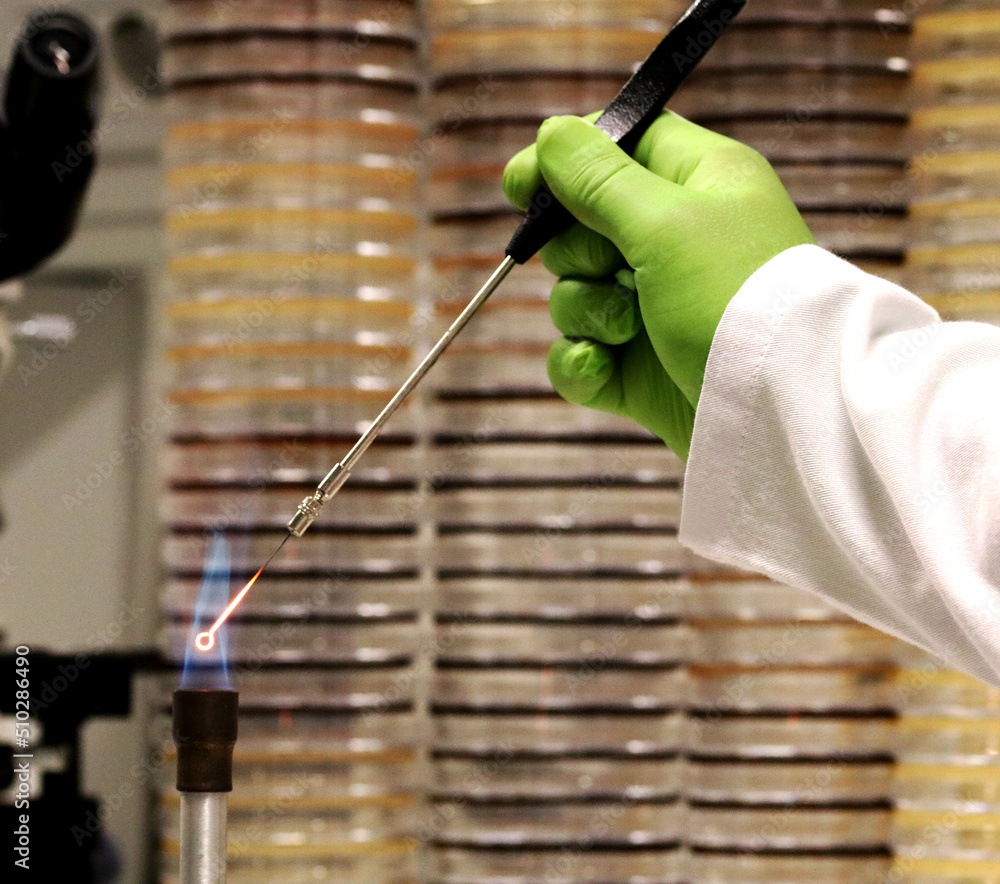 Microbiological culture technique. Doctor or researcher incinerating a ...