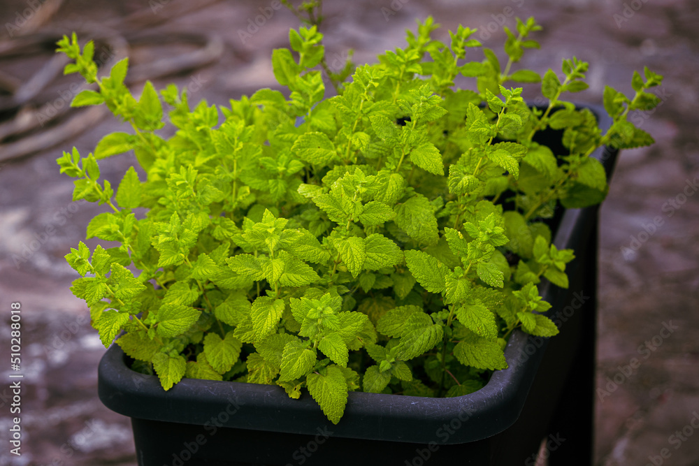 Melissa plant. Lemon balm in the garden. Countryside nature. Melissa ...