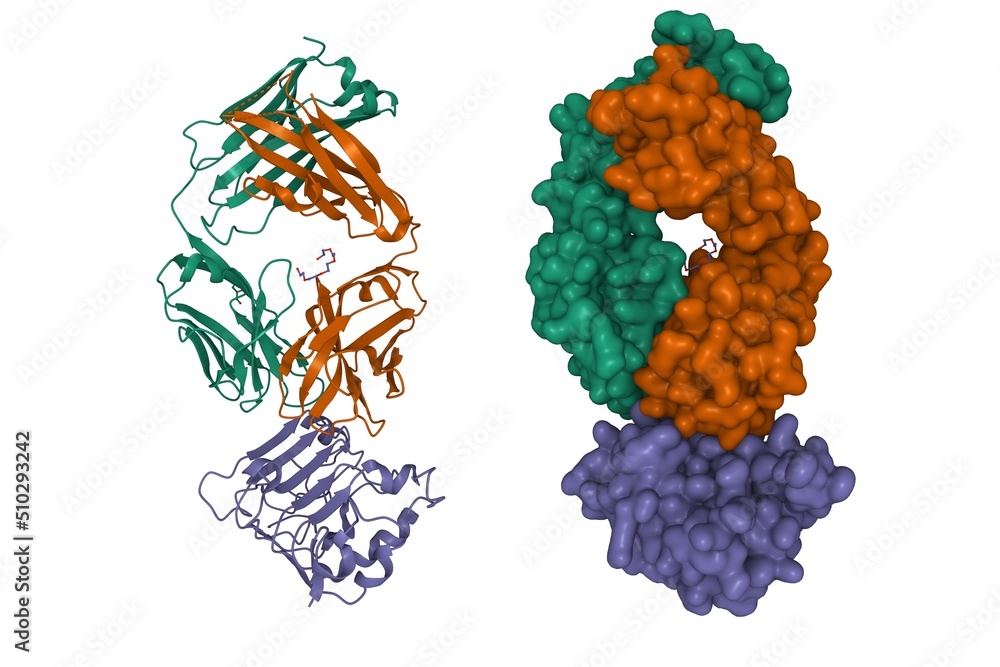 Structure of the anticancer drug panitumumab in complex with epidermal ...