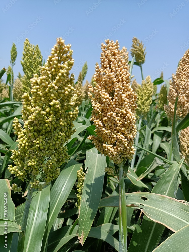 What Is Jawari at Ronald Roe blog