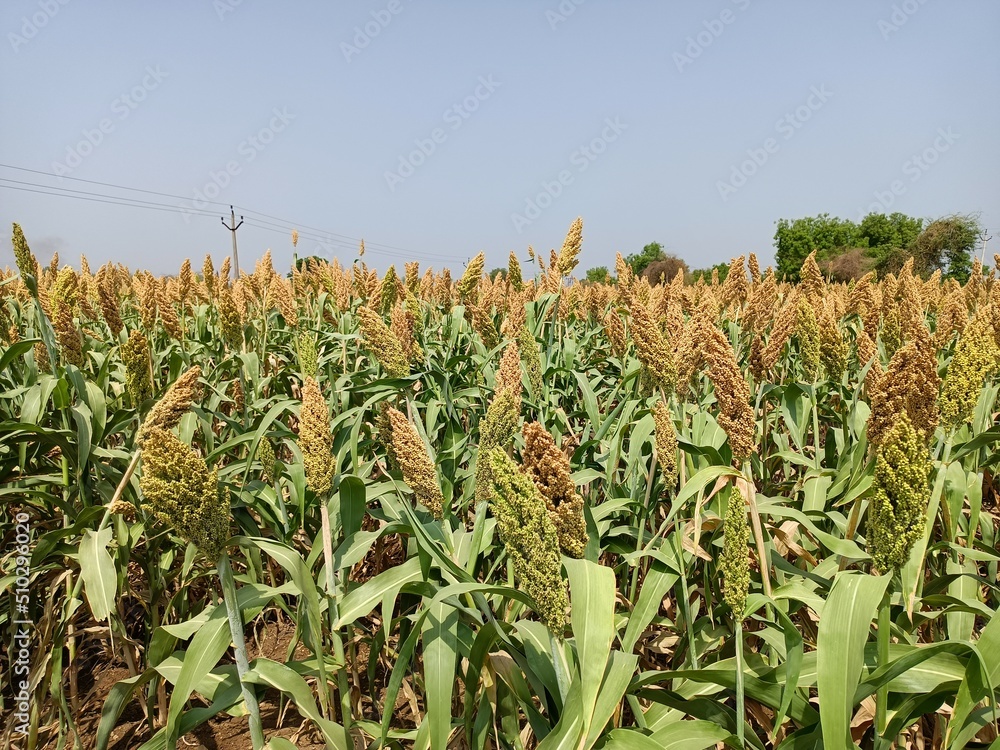 Sorghum field in farm or jawar crop, jawari, agriculture in india ...