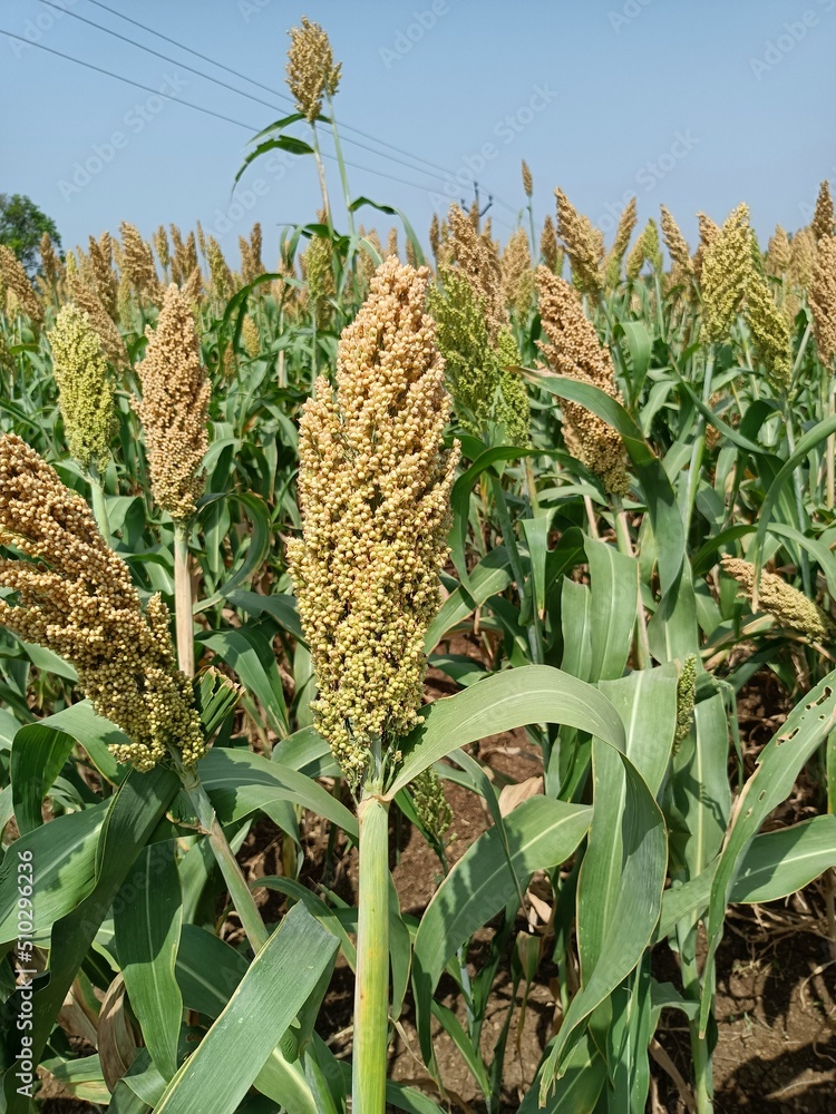 Sorghum field in farm or jawar crop, jawari, agriculture in india ...