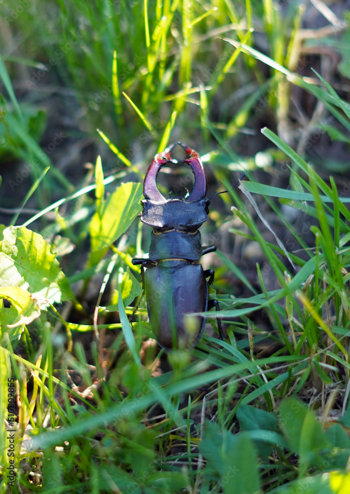 Stag beetle in the grass, which is photographed in a vertical position ...