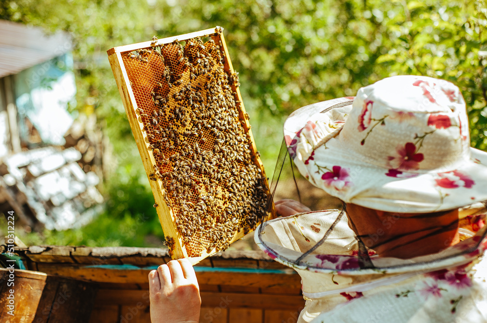 Frames of a bee hive. Beekeeper harvesting honey. The bee smoker is ...
