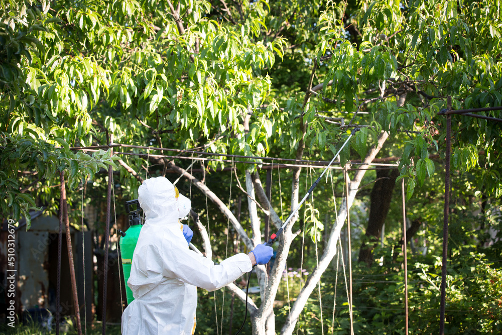 The process of treating plants with pesticides. Farmer in protective ...