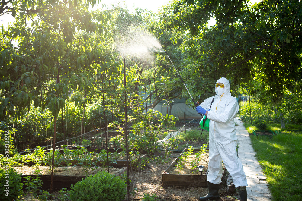 The process of treating plants with pesticides. Farmer in protective ...