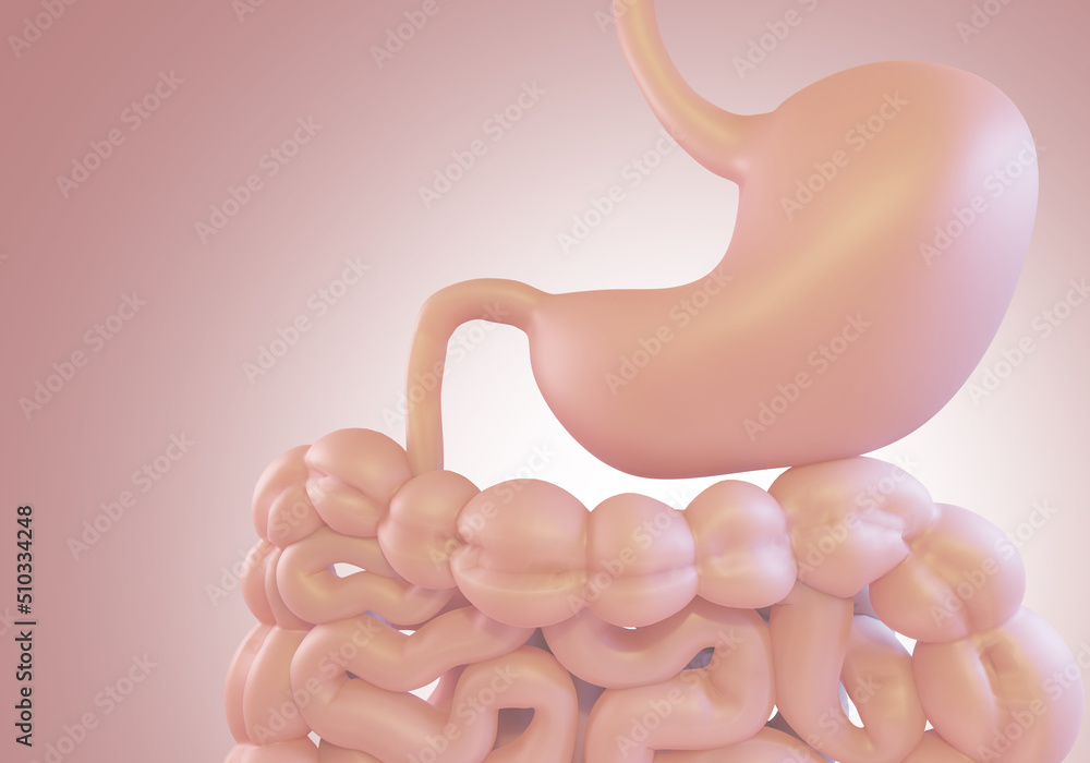 Fototapeta Gastrointestinal tract. Health digestive system. Human ...