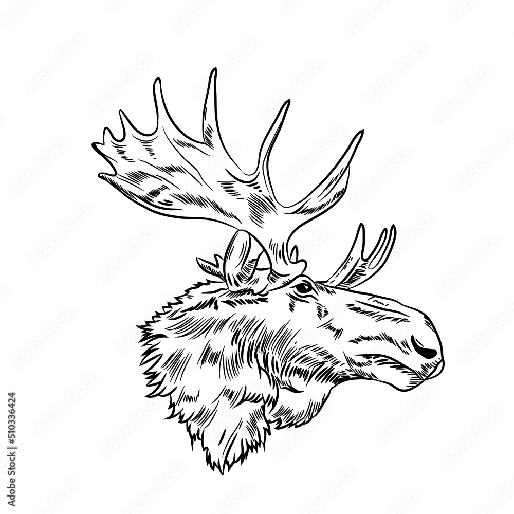 Moose head vector illustration logo design, perfect for tshirt design ...