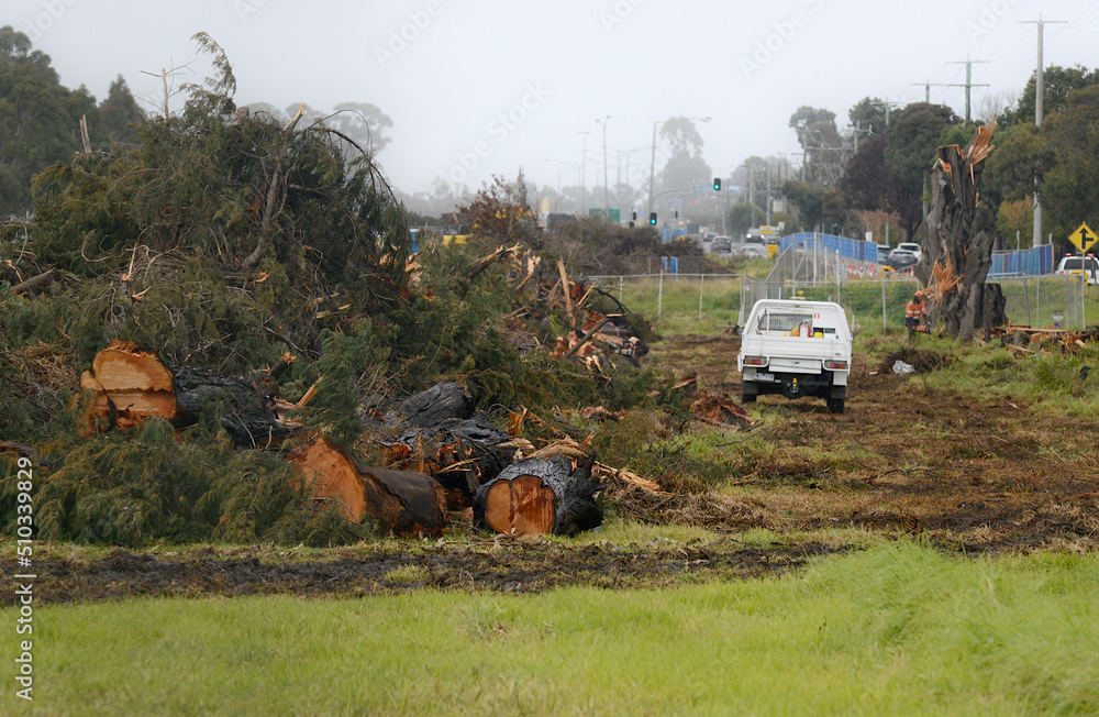 trees are cut down and mulched to allow for extra lanes of traffic in ...