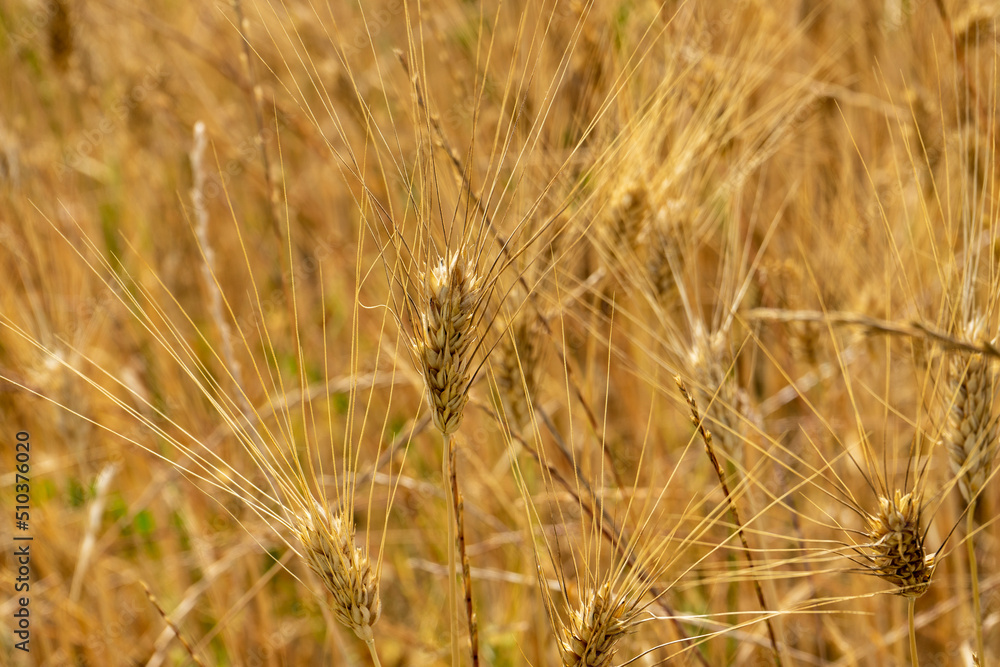 Fotka „campo coltivato a grano antico triticom dicoccum detto anche ...