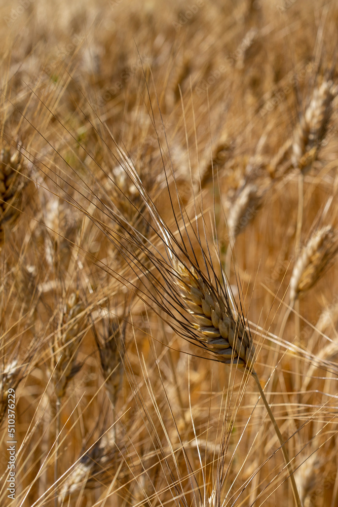 campo coltivato a grano antico triticom dicoccum detto anche farro ...