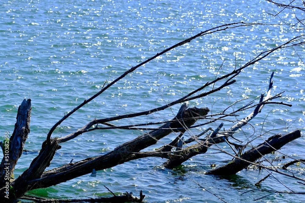 Photo ARBRE FLOTAGE SUR FLEUVE RHÔNE CAMARGUE, 357680 ANDRE CUZEL ...