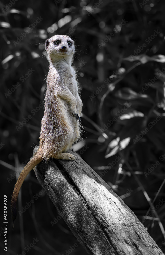 Cute prairie dogs standing straight up and staring Stock Photo | Adobe ...