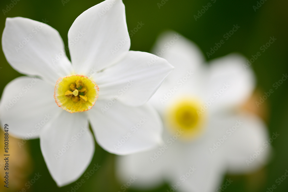 Poet's daffodil, narcissus, nargis, pheasant's eye, findern flower ...