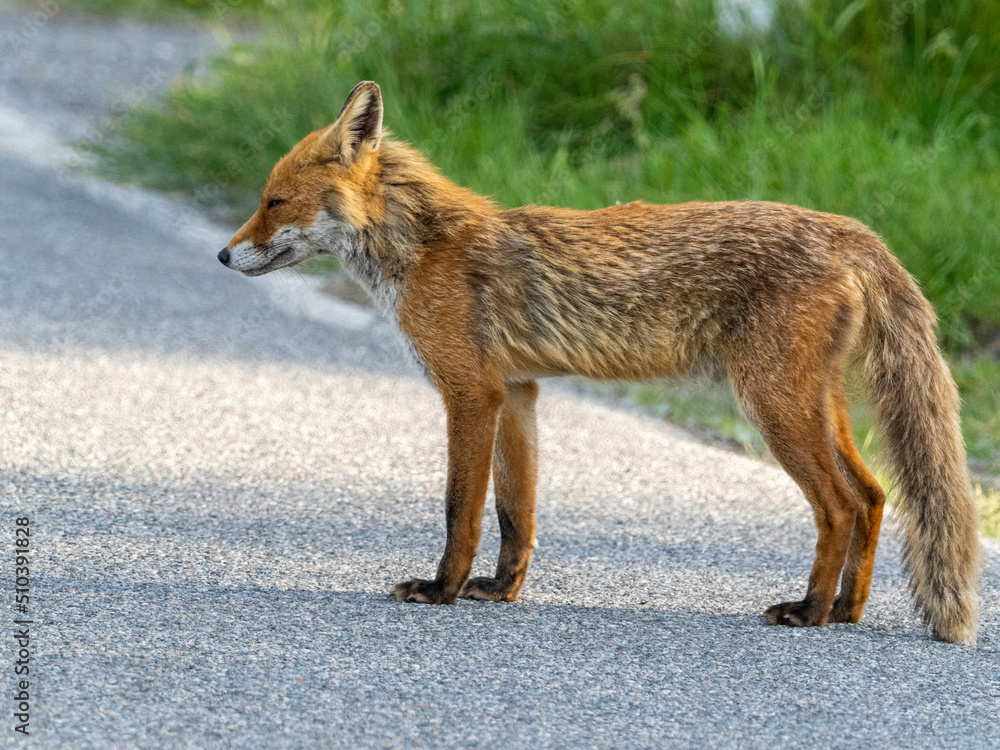 Fuchs Stock Photo | Adobe Stock