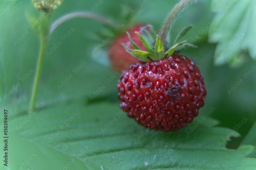 kwitnące poziomki na krzaku Stock Photo | Adobe Stock