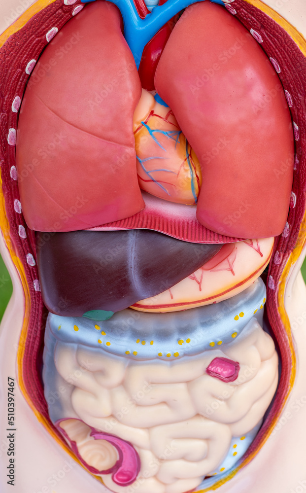 anatomy mannequin.plastic man dummy with internal organs.technical ...