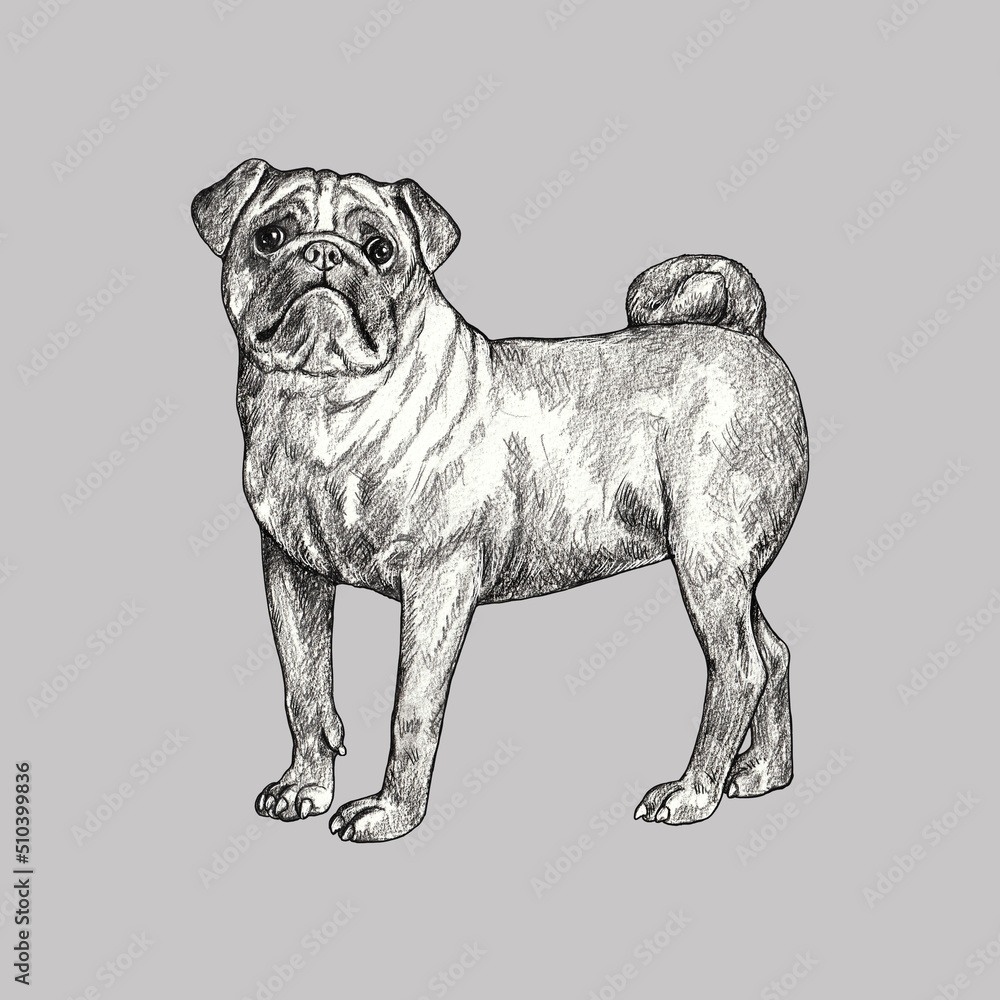 Pug pencil drawing. Isolated illustration with a Chinese dog. Stock ...