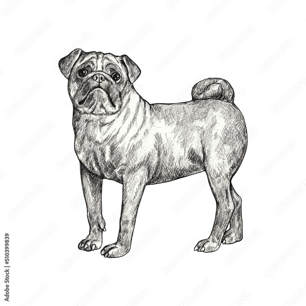 Pug pencil drawing. Isolated illustration with a Chinese dog. Stock ...