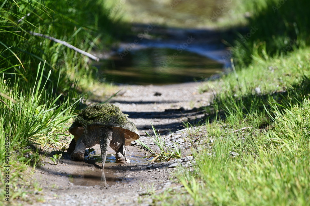 Cute snapping turtle covered in moss strolls along a hiking trail along ...