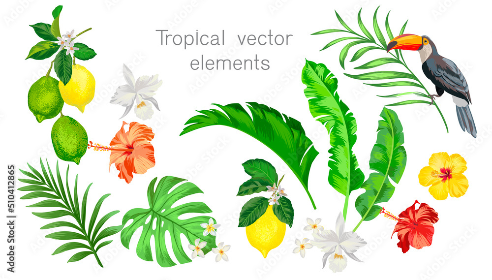 Tropical vector set for summer beach design. Isolated elements on a white background. Palm ...