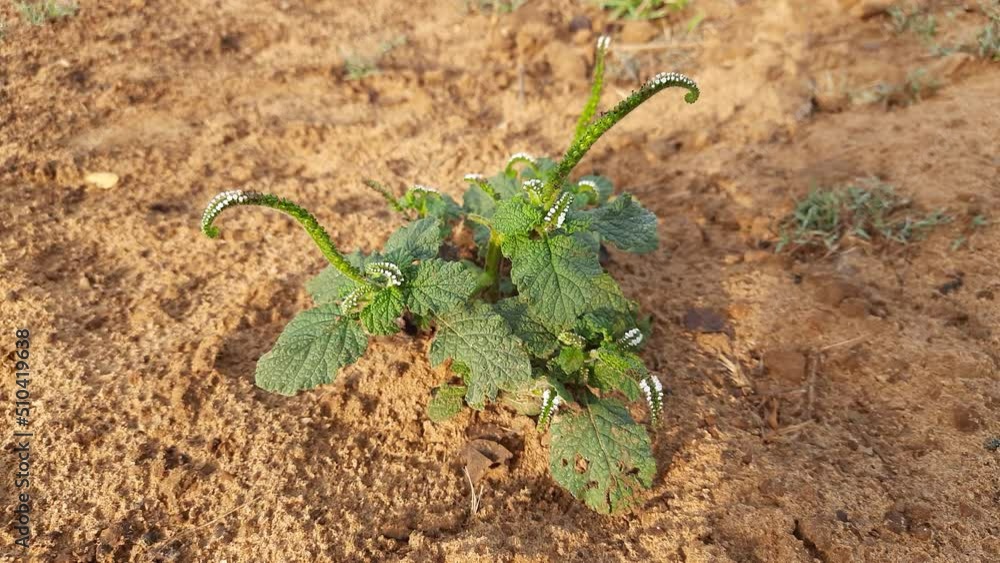Heliotropium indicum plants. It is an annual hirsute plant. It's other ...