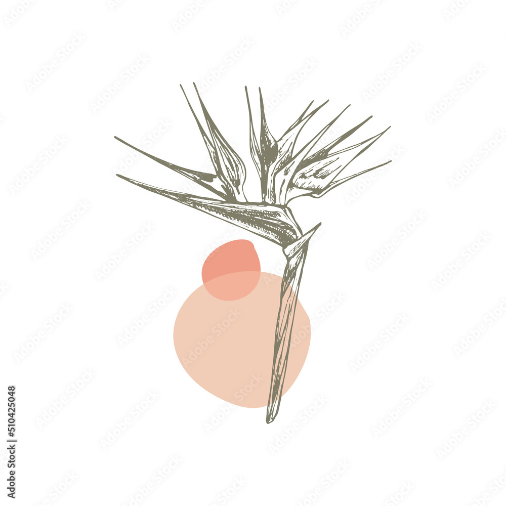 742_Strelitzia abstract line art tropical flower, strelitzia outline ...
