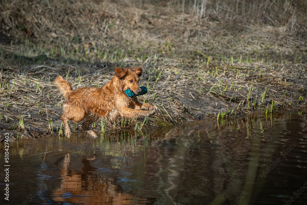 Foto de Beautiful golden retriever dog carrying a training dummy in its ...