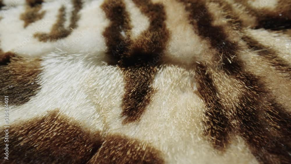 Texture of spotted fur of wild animals. Real fluffy white brown fur ...