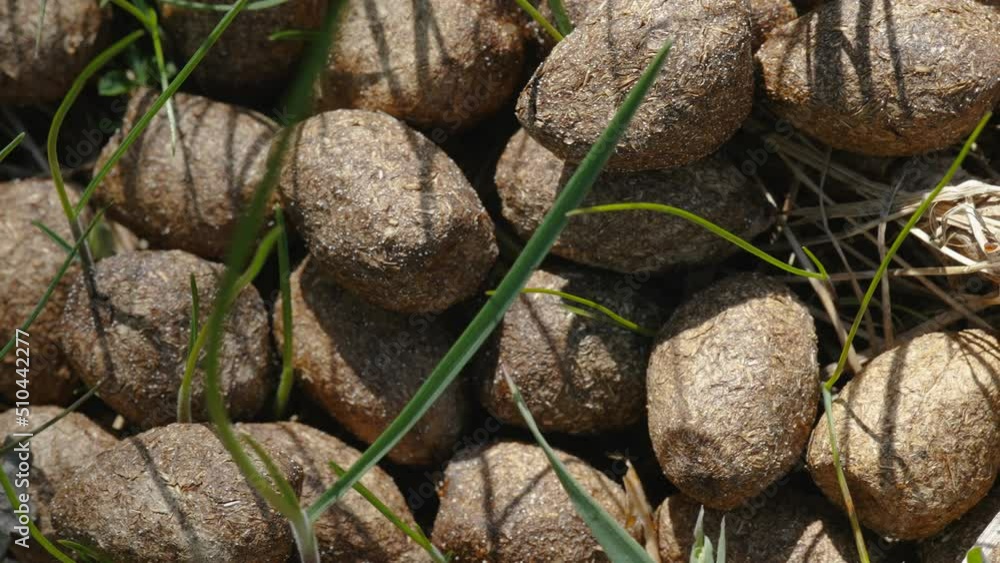 Closer look of the stacked moose poop in the forest ground in Estonia ...