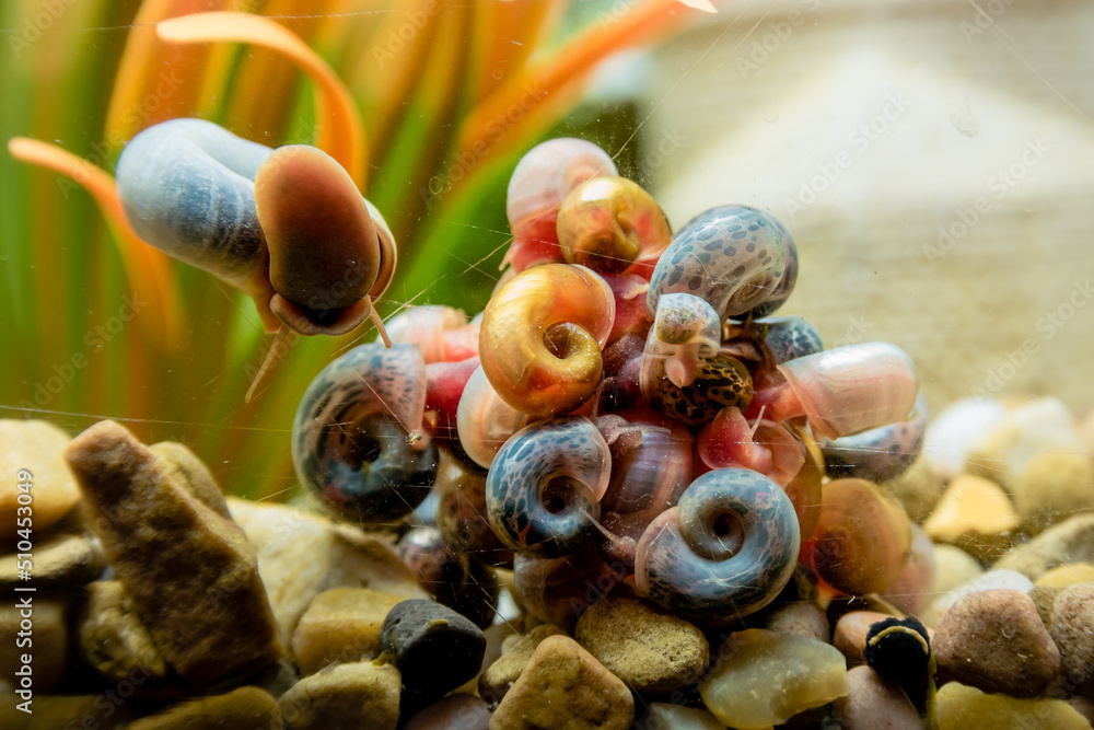 A group of ramshorn snails in a feeding frenzy around algae in an ...