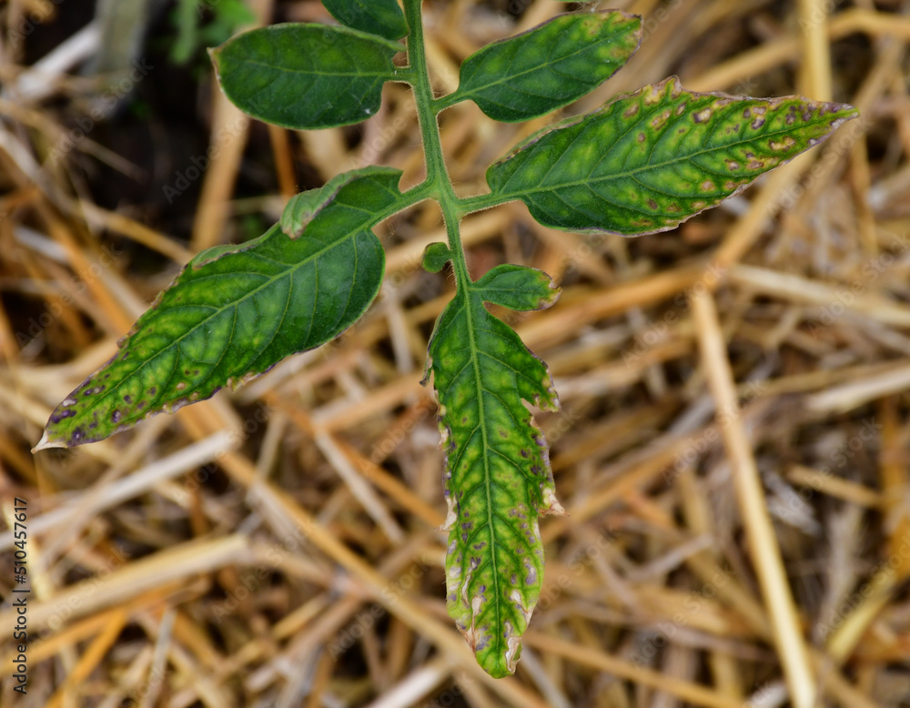 tomato leaf with yellow spots close-up. The natural texture of the leaf. Problems with organic ...