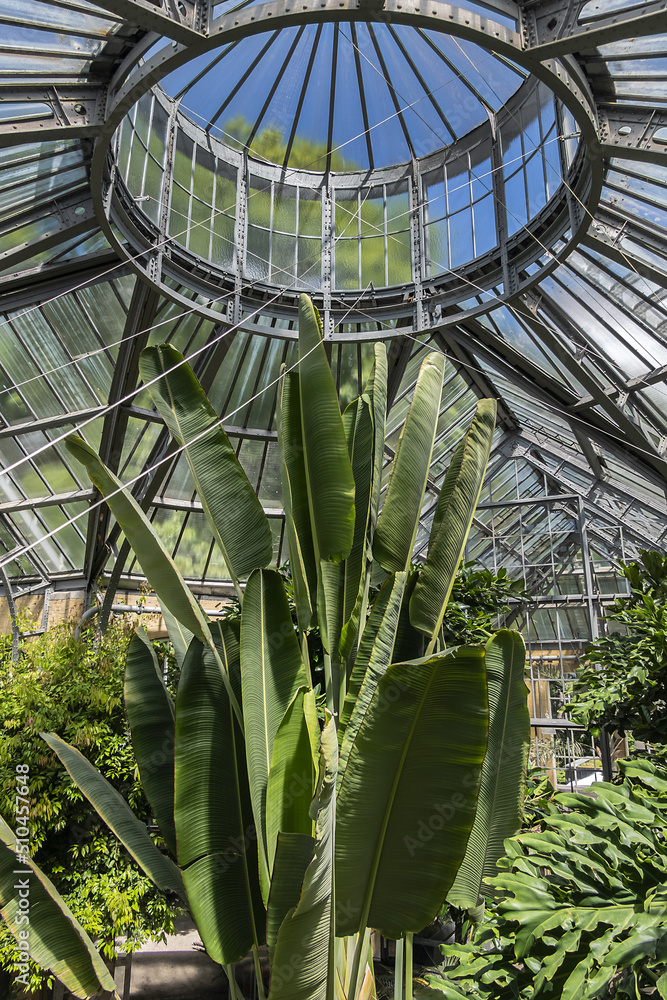 Traveller's tree (Ravenala madagascariensis) inside greenhouse in ...