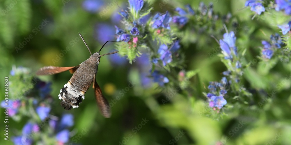 Papillon Sphinx colibri Stock Photo | Adobe Stock