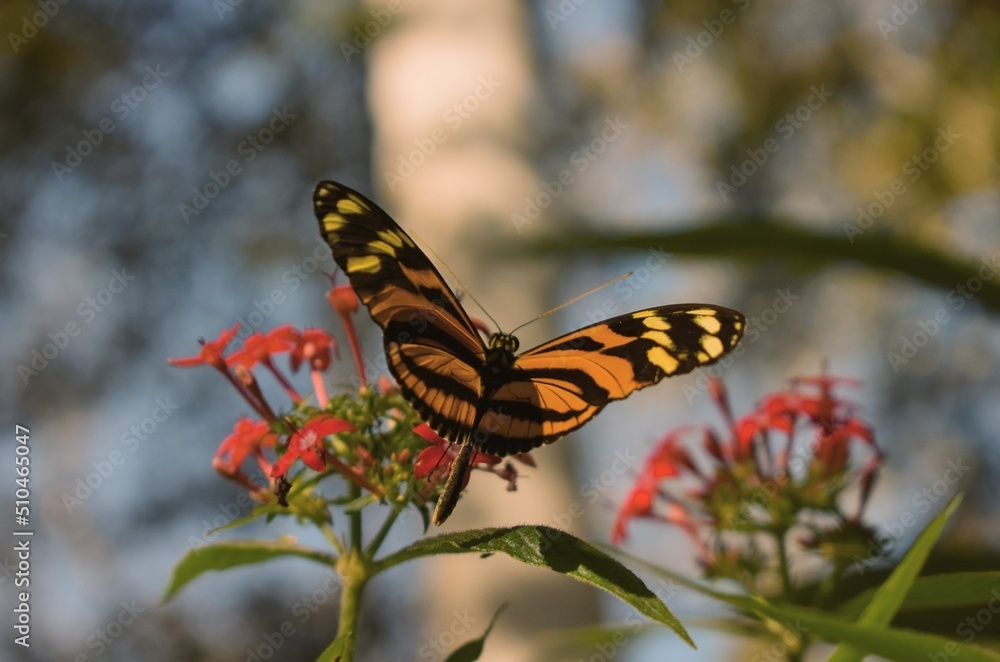 Mariposa libre Stock Photo | Adobe Stock