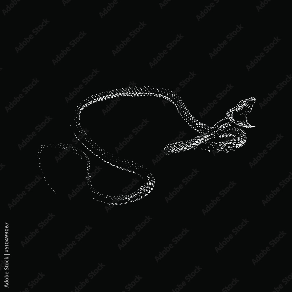Parrot Snake hand drawing vector illustration isolated on black ...
