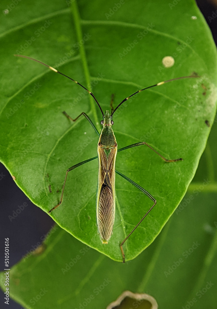 Leptocorisa oratoria, the rice ear bug, is an insect from the family ...