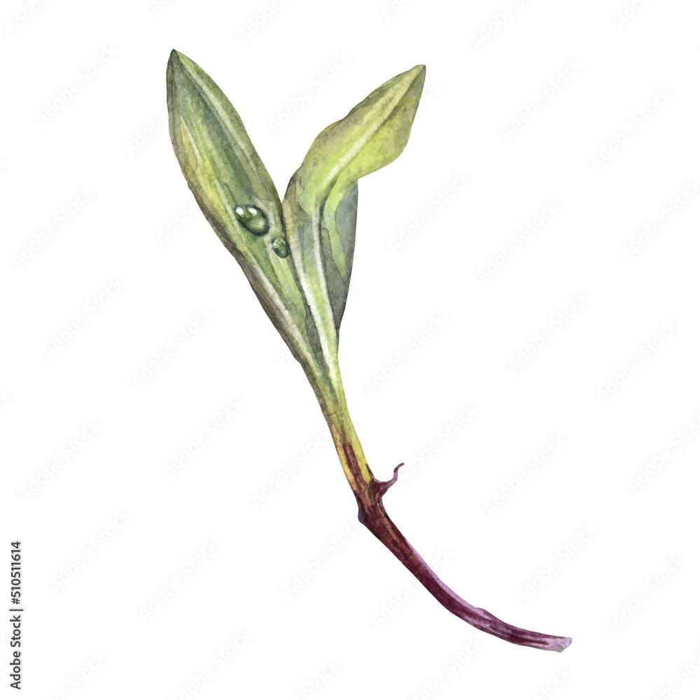 Watercolor wild garlic for salad isolated on white background. Hand ...